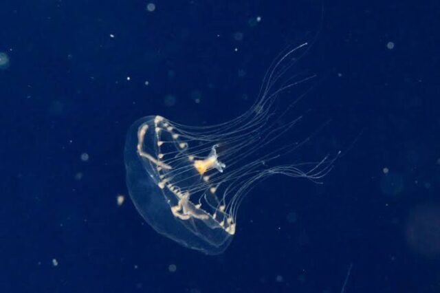 Medusa invertida ( cassiopea ) - Acuario Tienda Medusas Oasis